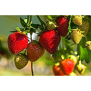 Red Strawberry Climbing Strawberry Fruit Plant Seeds Home Garden New 300 pcs