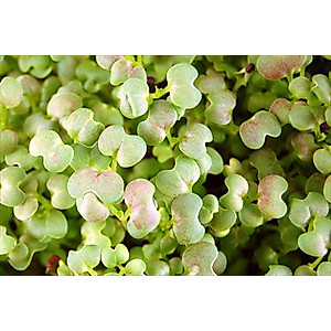Osaka Purple Mustard Seeds - 4 Oz. Resealable Bag - Use for Indoor Gardening, Growing Microgreens & More | Micro Greens Salad Garden Seeds