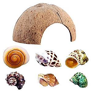 Hermit Crab Shells Large XLarge Seashells Natural Coconut Hide Reptile Hideouts- Handpicked Turbo Seashell Natural Sea Conch