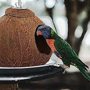 balacoo 3 pcs Coconut Shell Bird Nest Reptile Hanging Hideout Bird House Bird bite Shell House Coco Finch hut Gecko Coco hut Birds Nest Parrot Toy Bird cage Stainless Steel The Bird's nest