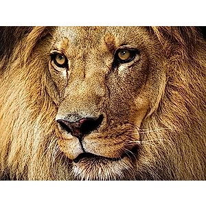 Lion Head Stamped Cross Stitch Kits-Beast Animal Lion Needlepoint Counted Cross Stitch Kits for Beginners Adults Patterns Dimensions Embroidery Kits Arts and Crafts (11CT)/12x16 inch