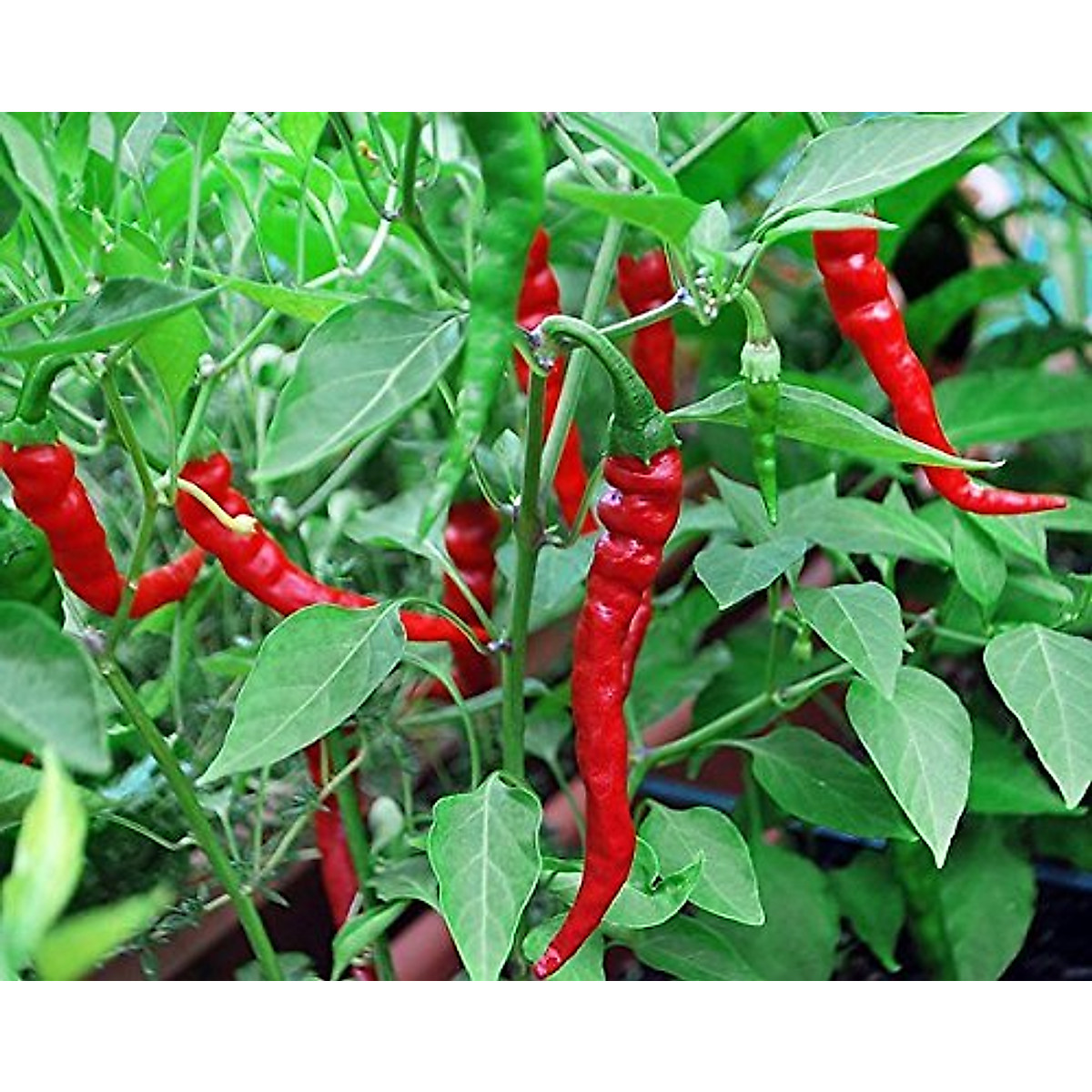 30+ Cow Horn Hot Pepper Seeds Heirloom Non-GMO Spicy, 10" Long, Productive! from USA