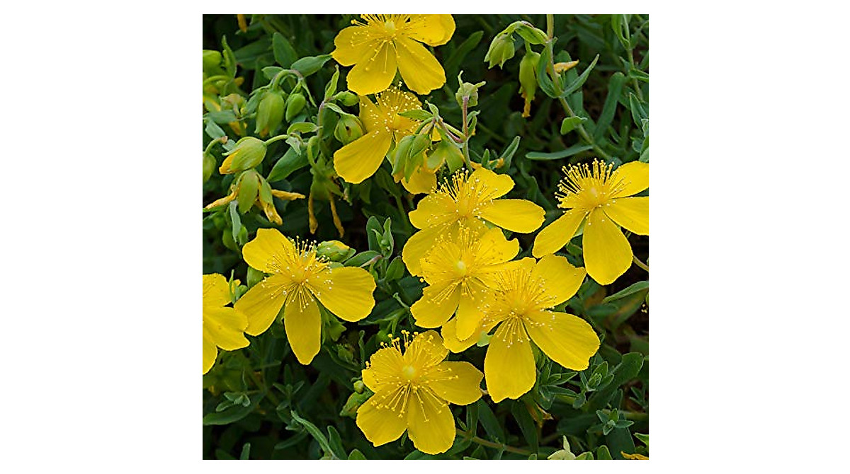 Outsidepride Hypericum Cerastoides Trailing St. John’s Wort Garden ...