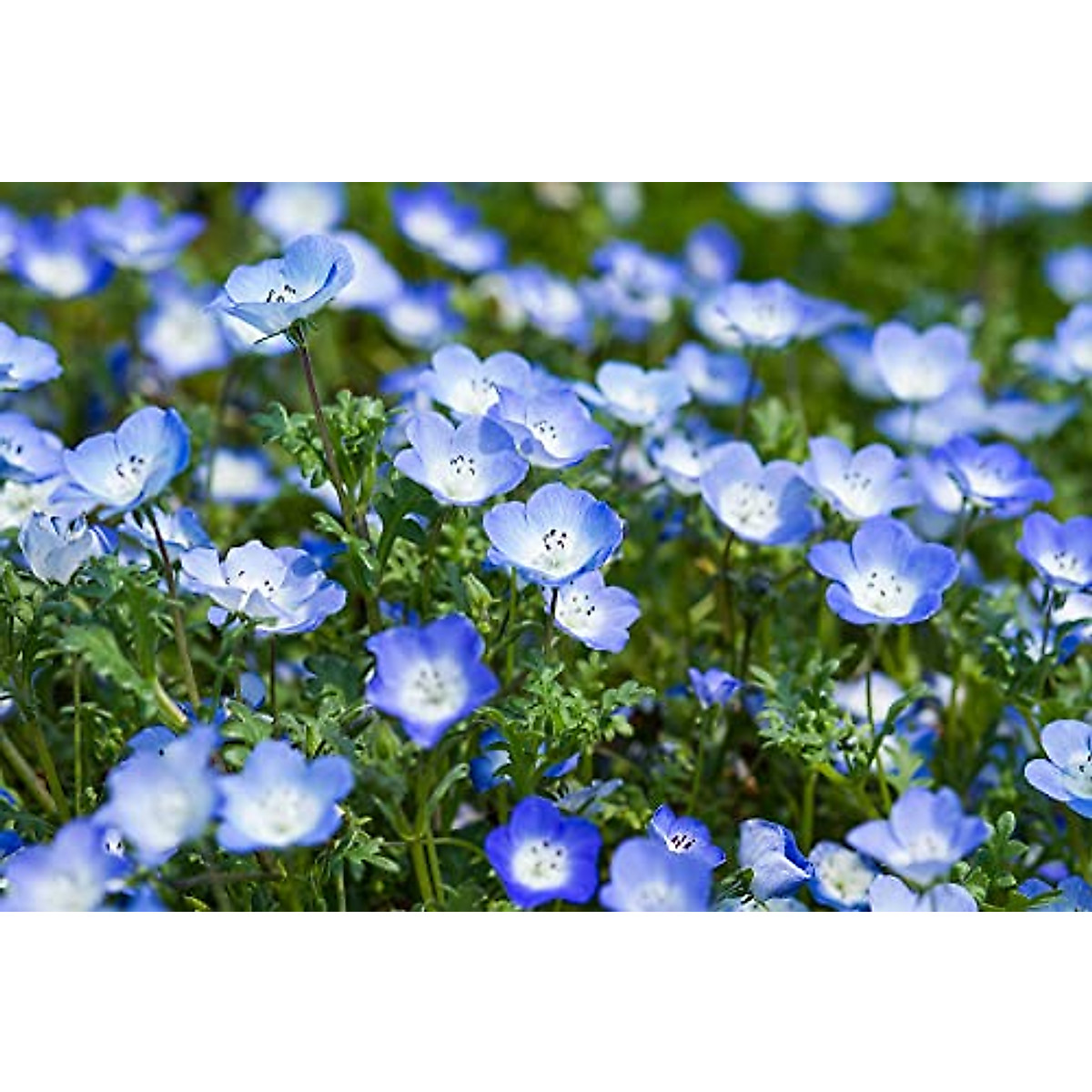 "Baby Blue Eyes" Baby's Breath Seeds for Planting, 1500+ Wildflower Seeds Per Packet, Non GMO Seeds, Scientific Name: Nemophila menziesii, Great Home Flower Garden Gift