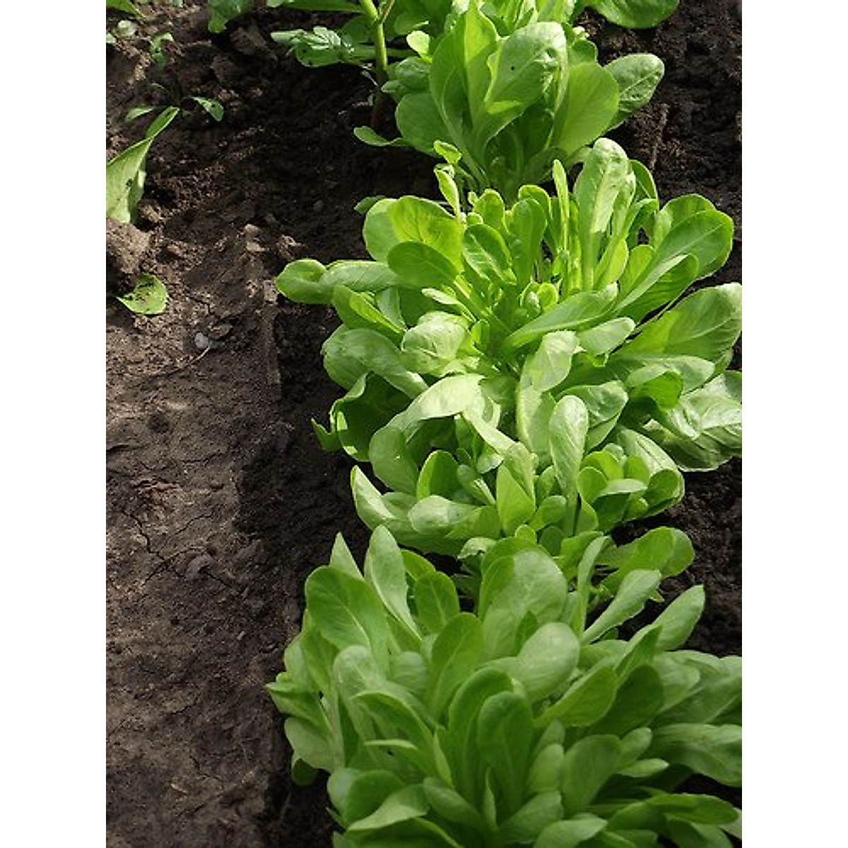 BOTARO GRO-Caps Reusable Plant Covers (30 Pack) Plant Protection from Frost, Cold Weather, Garden Insects, Pesticides, Rodents & Rabbits for All Your Plants, Vegetables & Flowers. Grow Organic