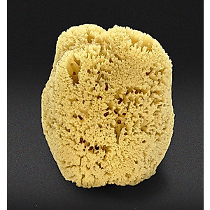 Real Sea Sponge for Men - Extra Large 6"-7", Totally Natural, Kind on Skin for an Invigorating Shower, Supplied in Breathable Mesh Bag. Great for The Gym, Grooming, Bath & Body Gift by Constantia Man