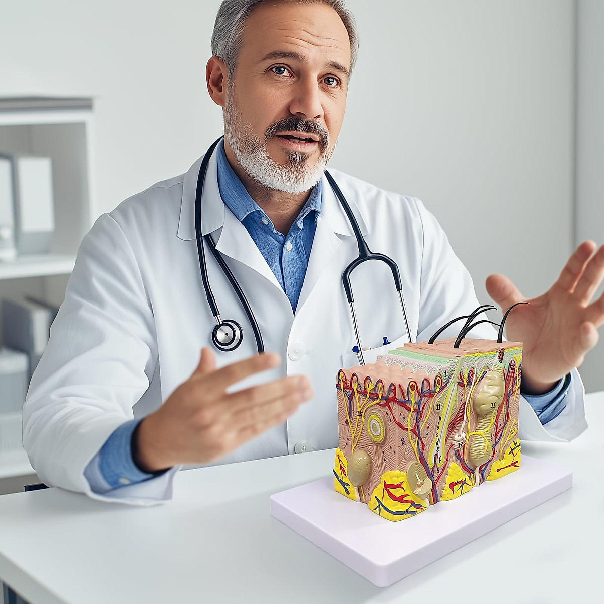 Ultrassist Skin Anatomy Model with A Study Guide, 35 Times Enlarged Anatomical Skin Model, Teaching Tool for Science Study or Patient Education