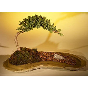 Japanese Juniper Live Bonsai Tree 9" Tall 8 Years Old