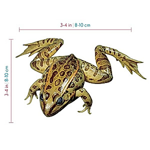 Anatomy Lab Grass Frog Specimen for Dissection, for Biology Classrooms, 3-4 inches Plain Injection, Vacuum Pack of 1