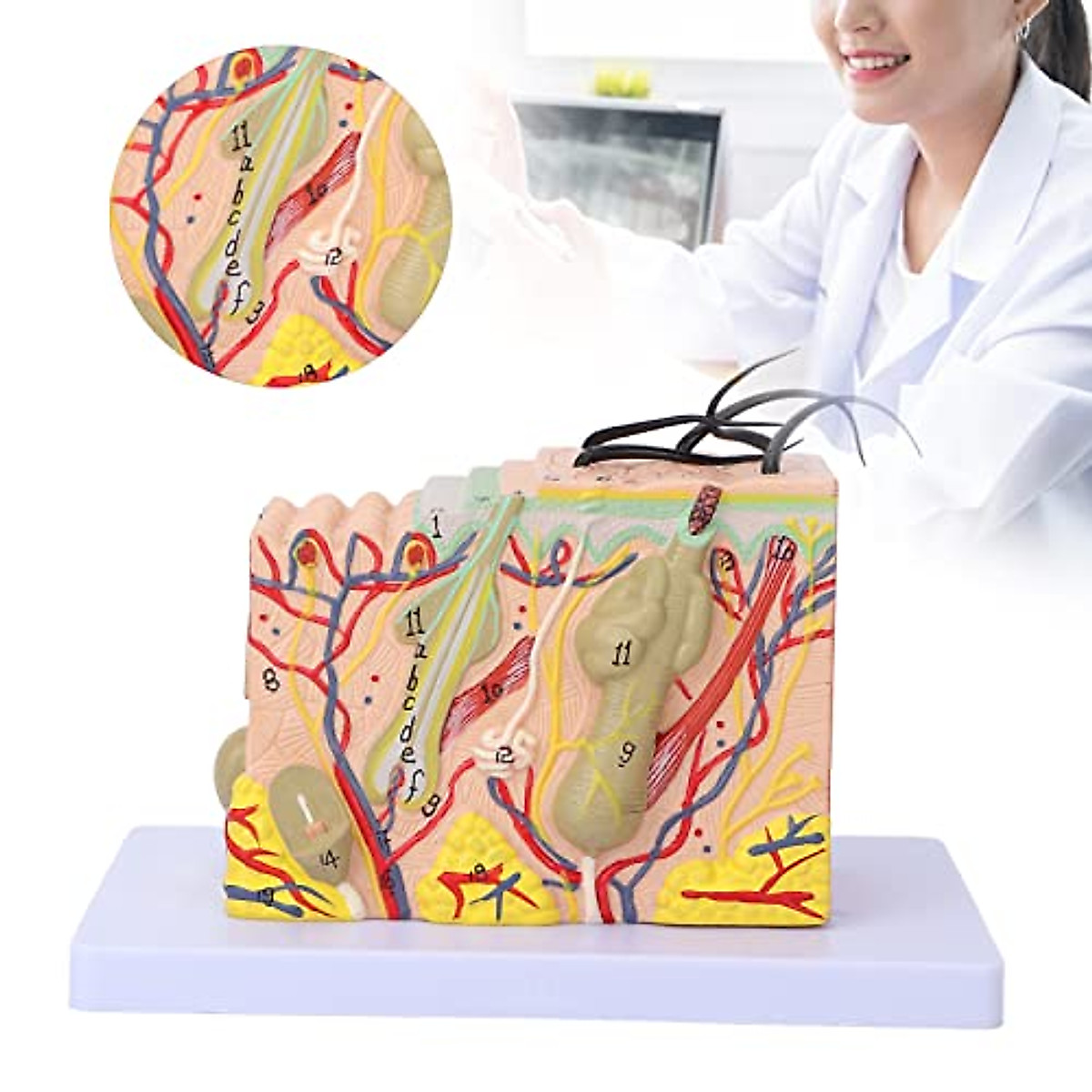 Skin Model 35X Enlarged Anatomical Skin Model 3 Dimensional Skin Teaching Aids Model for Skin Cosmetology Study Display Teaching Model