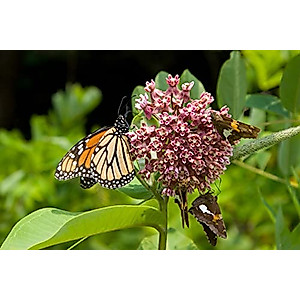 Waveliker Milkweed Seeds 300 Pcs Rare Asclepias Butterfly Monarch Milkweed Flower Seeds Plant Leaves Common Native Mix Colors