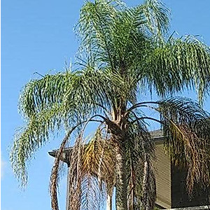 CHUXAY GARDEN Syagrus Romanzoffiana,Queen Palm,Cocos Palm 5 Seeds Elegant Evergreen Palm Long-Lived Hardy Tree Great for Specimen or Street Tree