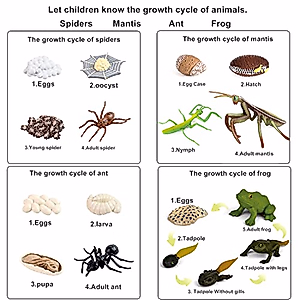 Animal Life Cycle Process Model, Frog, ant, Spider, Mantis Teaching aid Modeling Toys (Second Set of Packages (17 Pieces)