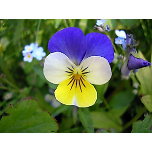 Viola Tricolor Helen Mount | Johnny Jump Up | Heartsease | 200_Seeds