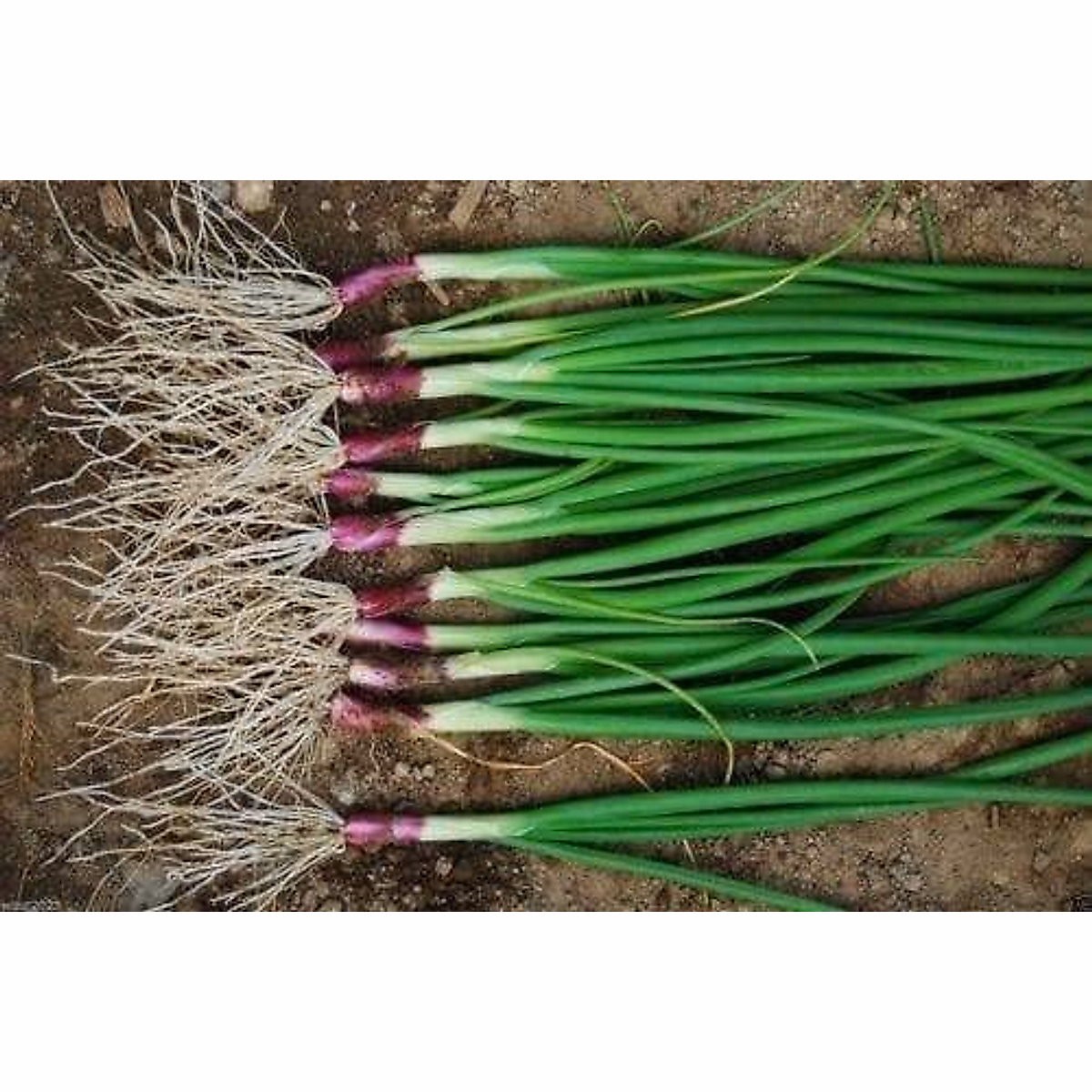 “Apache” Red Bunching Onion Seeds – aka Red Scallion or Salad Onion | Heirloom Seeds by Liliana's Garden |