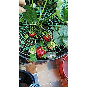 Iceyyyy 5 Packs Strawberry Supports - Strawberry Plant Support Strawberry Growing Racks Strawberry Growing Frame