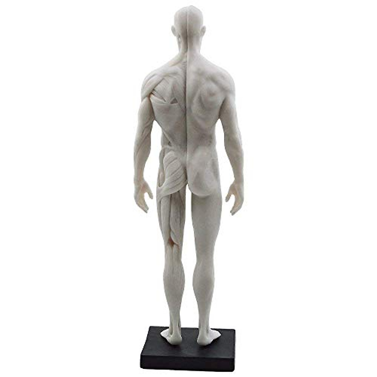 Human Body Musculoskeletal Anatomical Model for Study and Teaching (30CM2)
