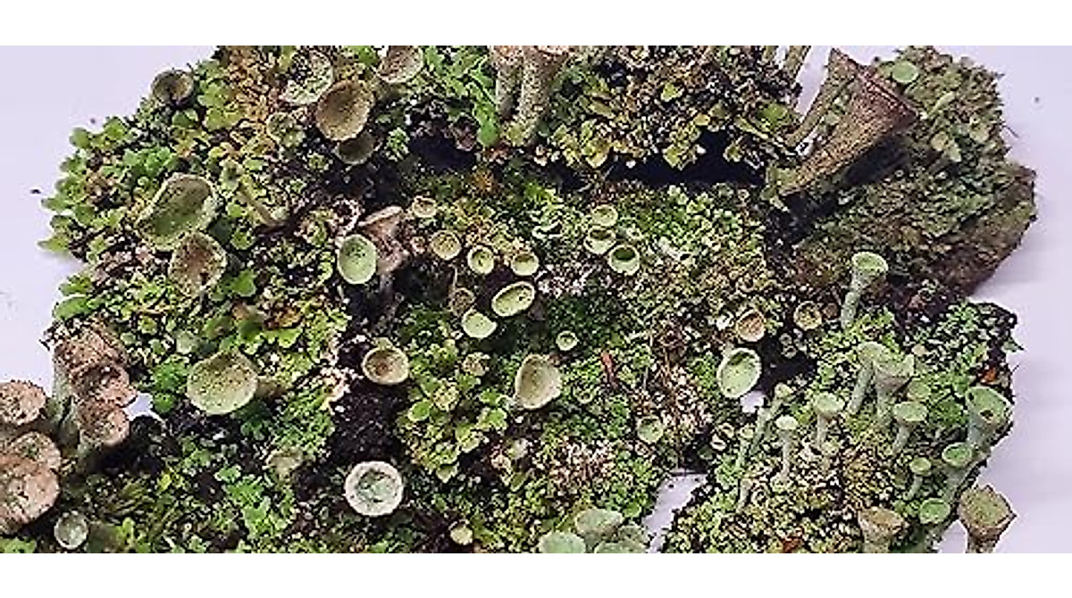 Tin Roof Treasure Live Moss Pixie Cup (Cladonia Pyxidata) Lichen for ...