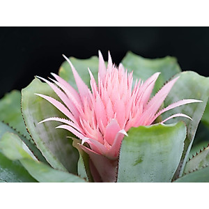Bromeliad Fertilizer Liquid Plant Food for Bromeliads | Cryptanthus, Guzmania, Neoregelia Aechmea and Tillandsia Air, Aquatic Arts