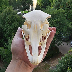 1pcs Ostrich Skull Specimens Collection Animal Taxidermy Home furnishings
