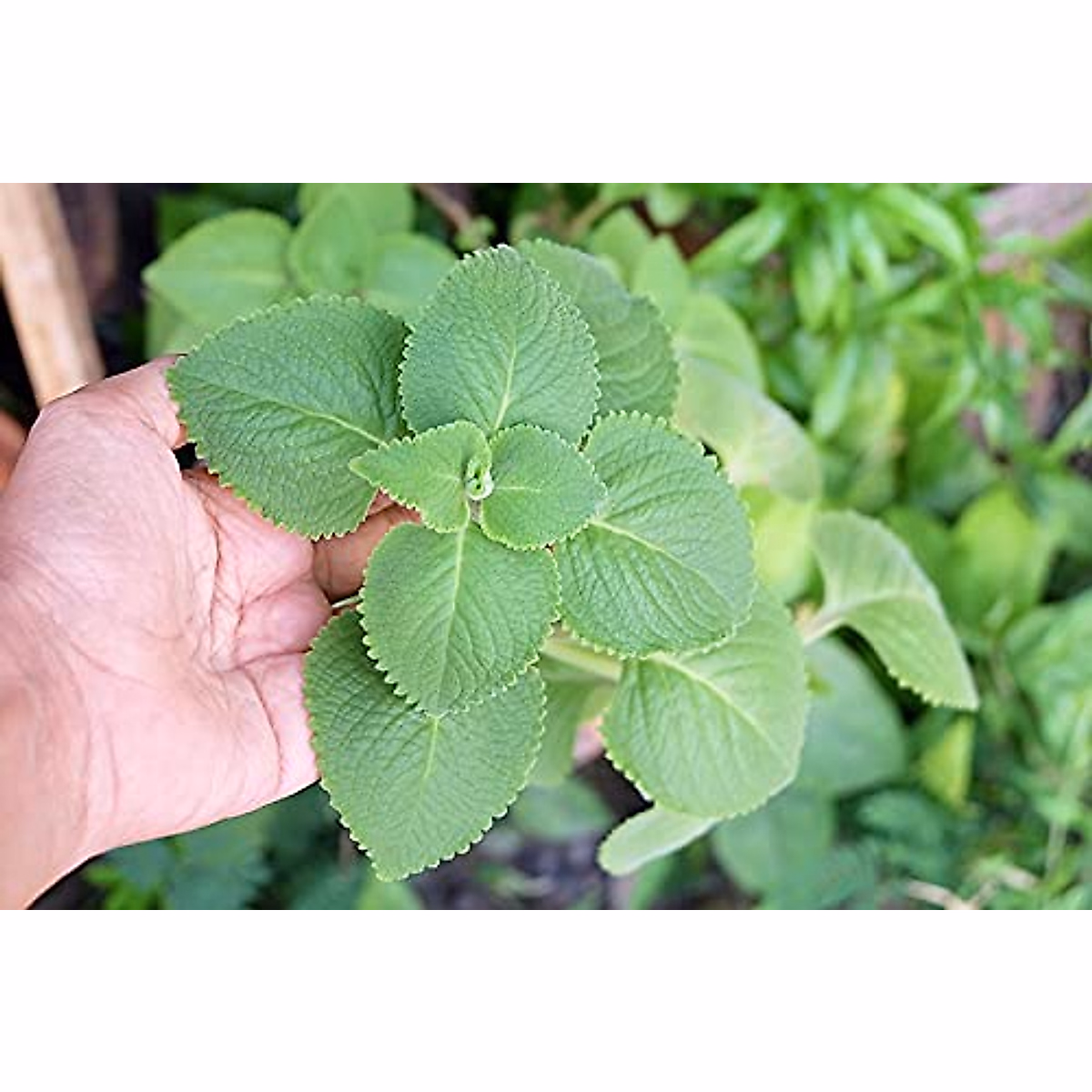 2 Cuban Oregano Live Plants Mexican Mint Spanish Thyme Rooted Vegetable 5 to 7 Inches Planting Ornaments Perennial Garden Ready to Grow Pot