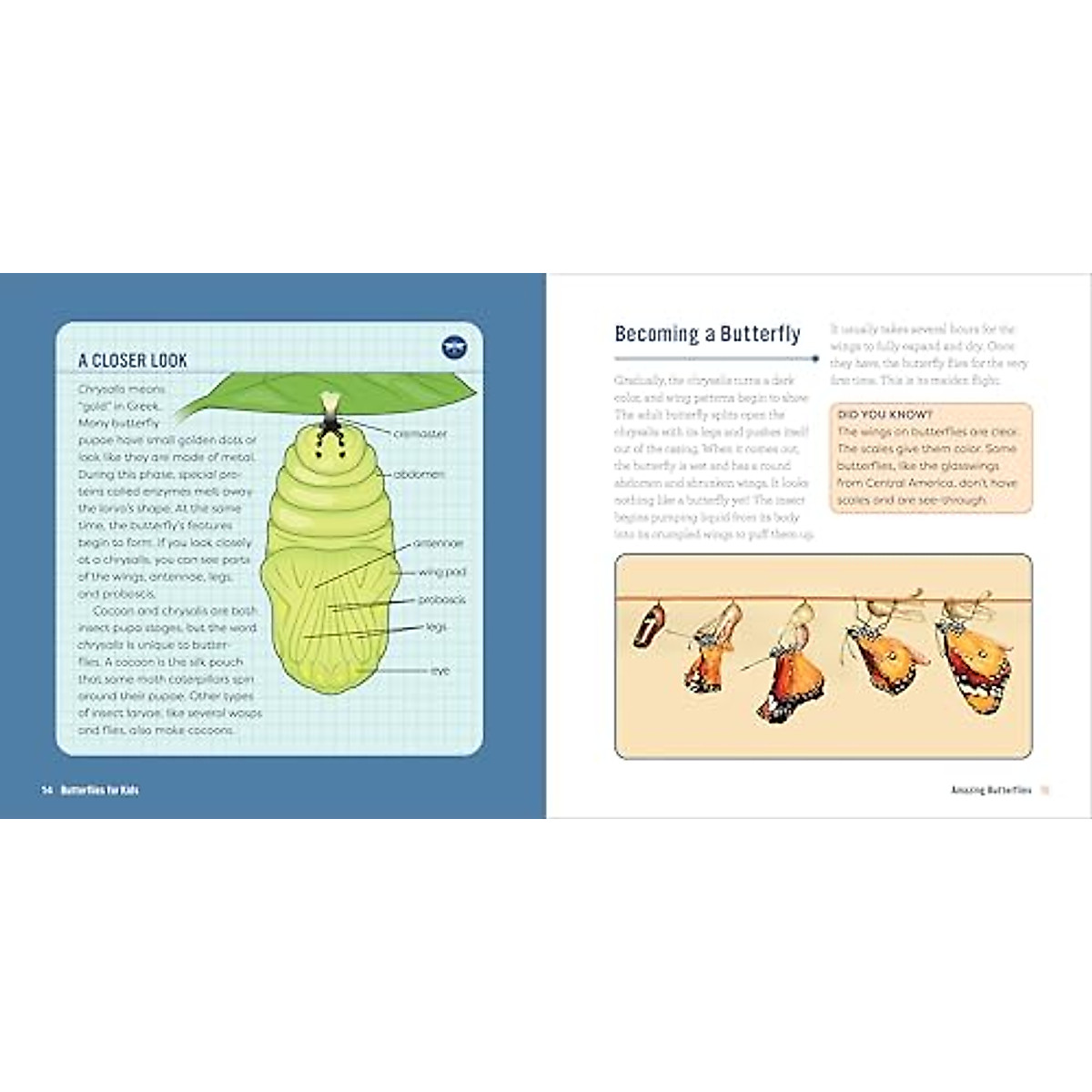 Butterflies for Kids: A Junior Scientist's Guide to the Butterfly Life Cycle and Beautiful Species to Discover