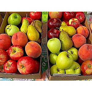 Nelson All Vegetable Garden Plant Food Granular Fertilizer Multi Purpose High Calcium Phosphorus Micronutrients In Ground Gardens Containers Greenhouses NutriStar 12-14-11 (2 LB)