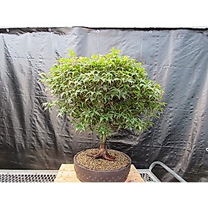 51 Year Old Rhode Island Red Japanese Maple Bonsai Tree
