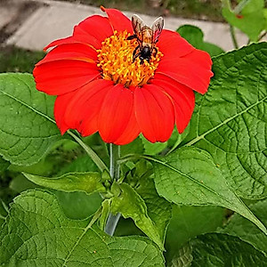 QAUZUY GARDEN - 50 Red Mexican Sunflower Seeds Tithonia Speciosa Red Torch, Striking Flower for Garden, Outdoor and Indoor, Attract Pollinators, Great for Cut Flower