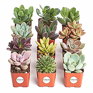 Shop Succulents | Unique Live Plants, Hand Selected Variety Pack of Mini Succulents | Collection of 12