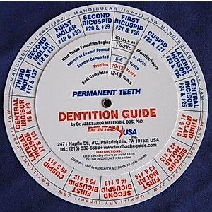 5 Dentition (Tooth Eruption) Guides/Practitioner and Dental Student Exam Study
