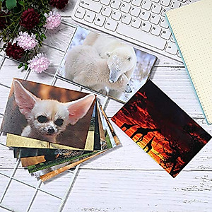 Outus 60 Pieces Wild Animal Postcards Animal Themed Blank Postcards Pandas Lions Polar Bears Penguins Elephants Giraffes Animal Greeting Postcards for Kids Teachers, 4 x 6Inches, 20 Styles