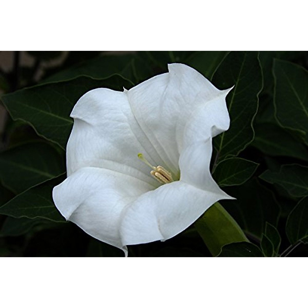 Non GMO Bulk Morning Glory, Moonflower Flower Seeds (1/4 Lb)