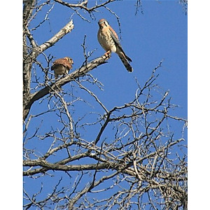 Long-Range 650mm-1300mm f/8 Telephoto Zoom Lens for Canon Digital EOS Rebel T2i, T3, T3i, T4i, T5, T5i, T6, T6i, T6s, SL1, EOS60D, EOS70D, 50D, EOS 5D, EOS1D, EOS5D III, EOS 6D, EOS 7D SLR Cameras