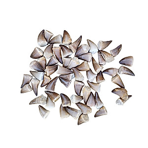 Real Mosasaur Tooth Fossil Dinosaur Tooth Fossil Dinosaur Fang