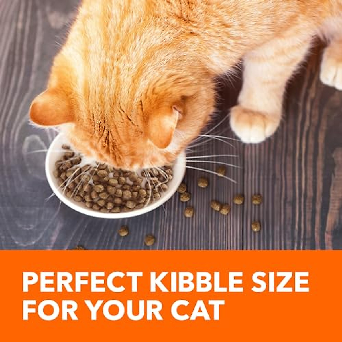 IAMS Proactive Health Adult Healthy Dry Cat Food with Salmon, 7 lb. Bag