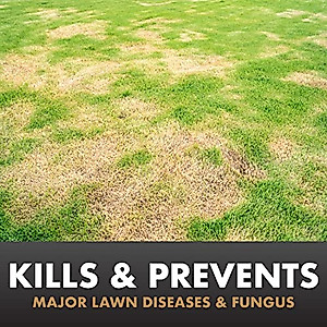 Spectracide Immunox Fungus Plus Insect Control for Lawns, 32 fl oz, Pack of 6