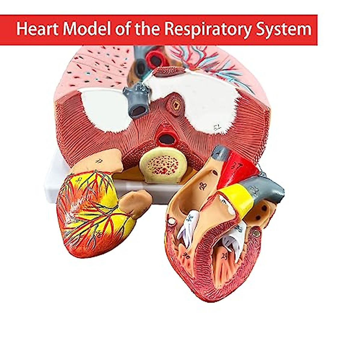 Veipho Human Lung Model, Respiratory System Model with 51 Parts Indication Signs, 7 Removable Parts Life Size Lung Model, Lung Anatomical Model, Includes Heart and Throat & Base and Chart