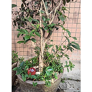 Ritadeshop Plant Watering Globes Self Watering Planter Insert Water Globes for Plants