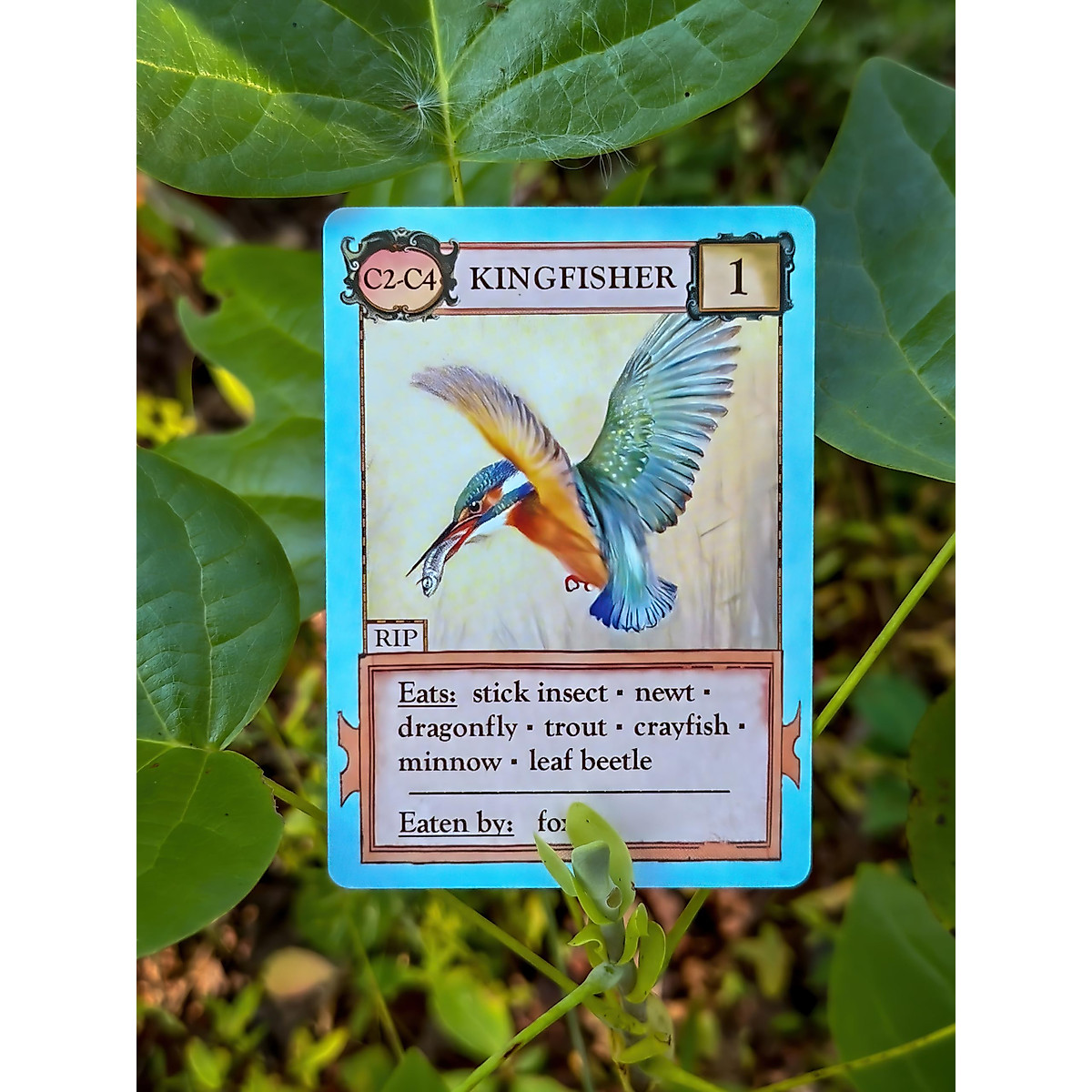 Montrose Biology Ecologies: Bizarre Biomes - Use Science to Build Food Webs in 7 Biomes - Beautiful Vintage Nature Art for The Classroom or Game Night