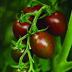 Chocolate Sprinkles Tomato Seeds (20+ Seeds) | Non GMO | Vegetable Fruit Herb Flower Seeds for Planting | Home Garden Greenhouse Pack