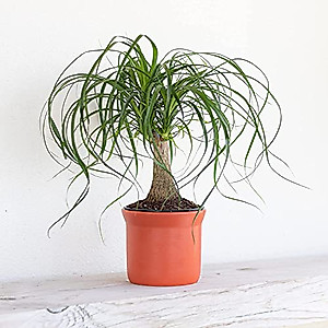 United Nursery Ponytail Palm Bush Beaucarnea Recurvata Easy Care Bonsai Plant Live Indoor Outdoor House Plant Ships in 6 Inch Grower Pot at 14 to 16 Inches Tall (Gray Decor Pot)