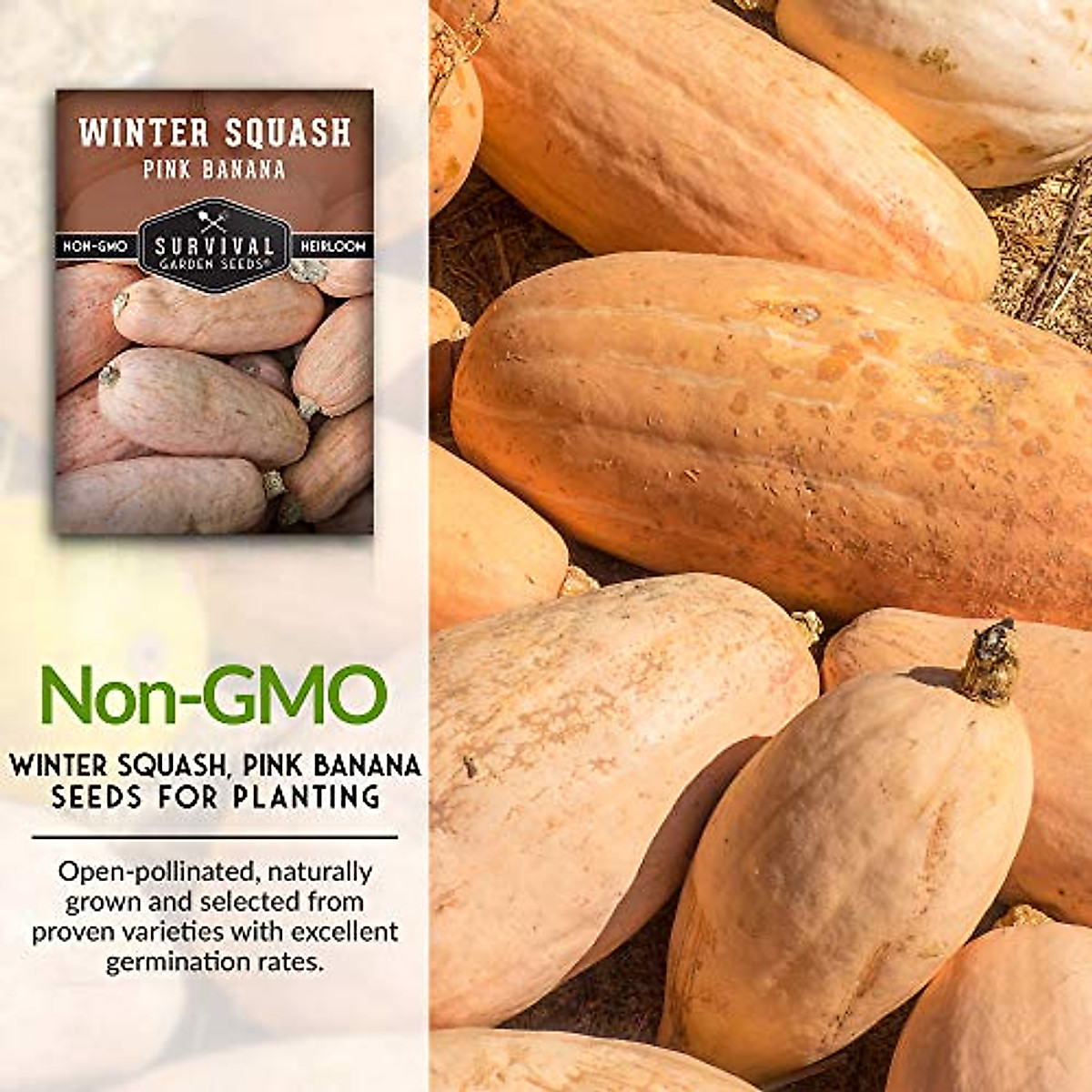 Survival Garden Seeds - Pink Banana Winter Squash Seed for Planting - Pack with Instructions to Plant and Grow Unique Winter Vegetables in Your Home Vegetable Garden - Non-GMO Heirloom Variety