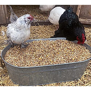 Pampered Chicken Mama Backyard Chicken Feed with Black Soldier Fly Larvae Grubs Soy Free & Herbs (10 Pounds) Non-GMO Layer Pellets: High Protein All-Natural Grower Feed Supplies for Laying Chickens