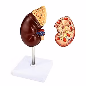 QWORK Life-Size Kidney Model, Divided into 2 Parts Showing Internal Structure A Normal Kidney Human Anatomy Replica for Doctors Office Educational Tool