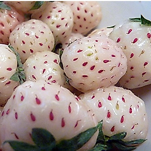 White Carolina Pineberry Plants - 10 Roots -Bareroot-Pineapple/Strawberry Flavor