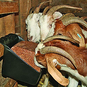 Little Giant 50 Pound Plastic Universal Livestock Block Holder and Feeder (2 Pack)