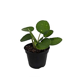 Hirt's Gardens Chinese Money Plant - Pilea peperomiodes - 2.5" Pot