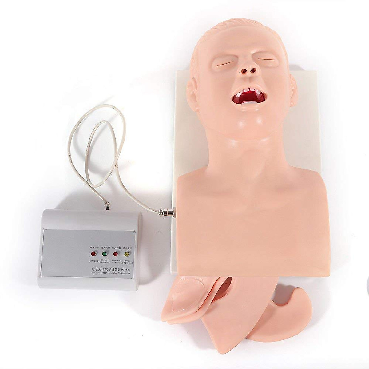 TFCFL Intubation Manikin Study Teaching Model Airway Management Trainer PVC 220V