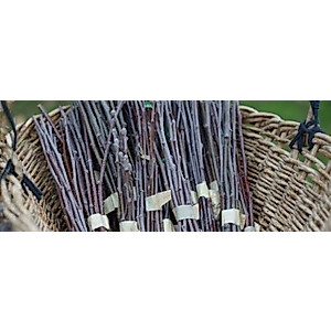 3 WINESAP Apple Fruit Tree Scion Grafting 10-12 INCHES/Cutting/Rooting